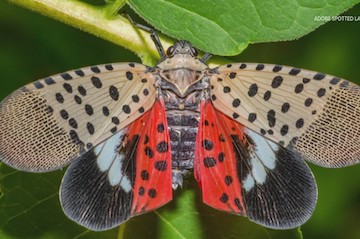 University joins spotted lanternfly tracking effort - SUNY Cortland