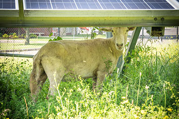 Being ewes-ful: sheep assist with solar power - SUNY Cortland