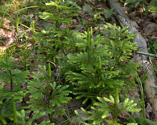 10. Plant Evolution I: Clubmosses